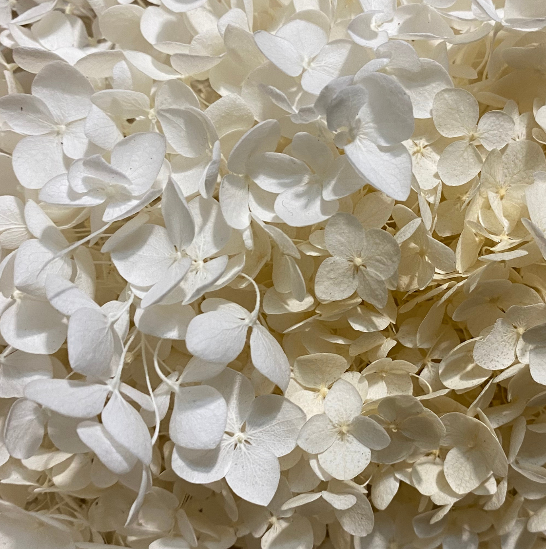 Hortensias stabilisés - Canolle Fleurs