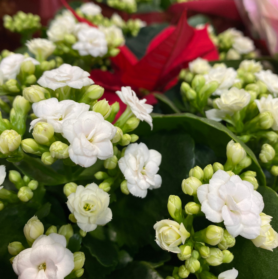 Plantes fleuries d'intérieur - Canolle Fleurs