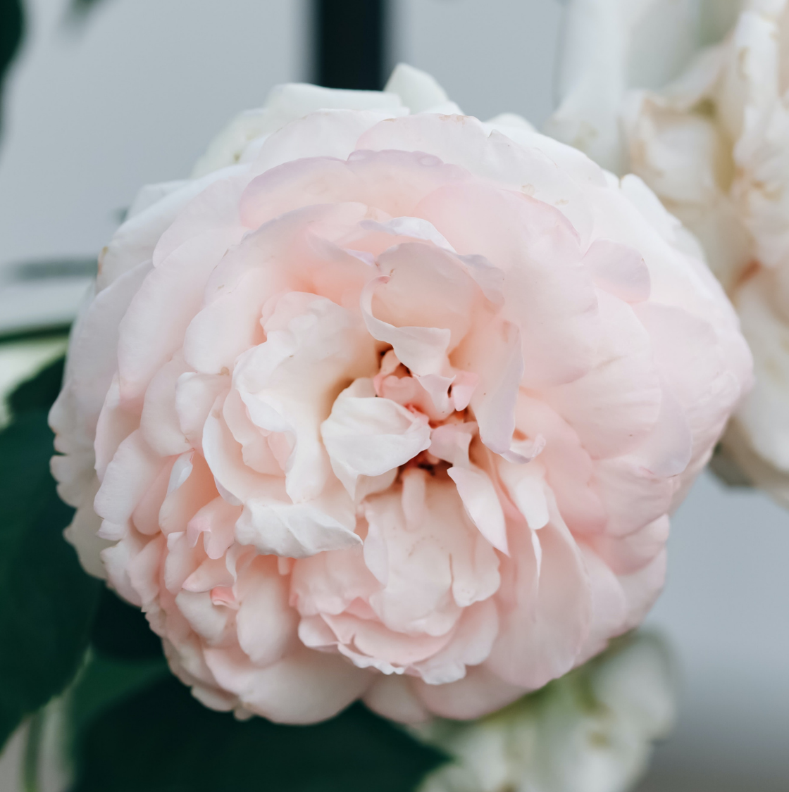 Pivoines - Canolle Fleurs