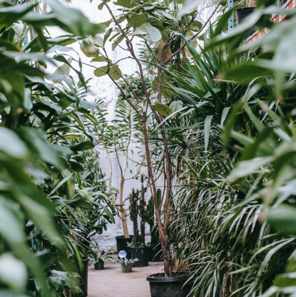 Plantes vertes classiques - Canolle Fleurs