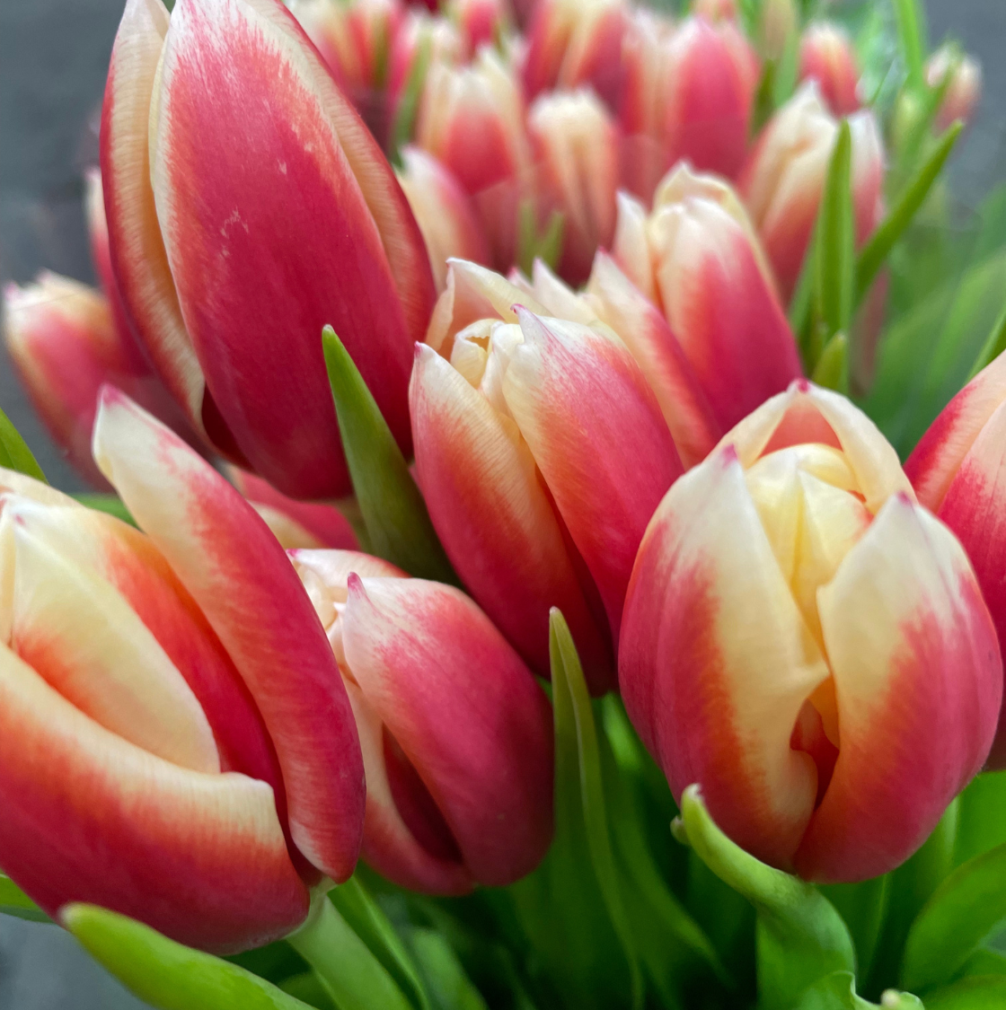 Tulipes - Canolle Fleurs